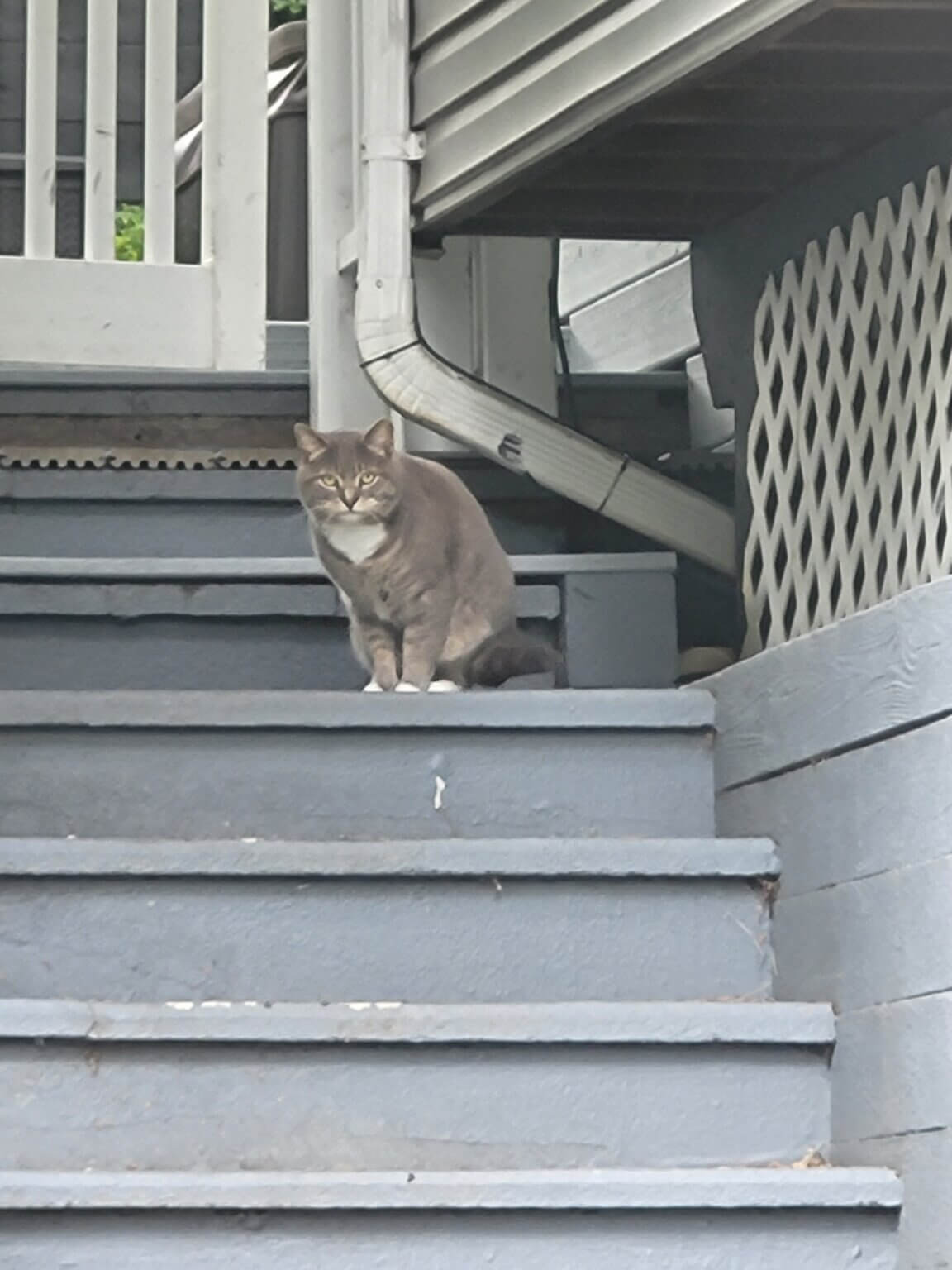 Noli from Randolph and Ash the cat