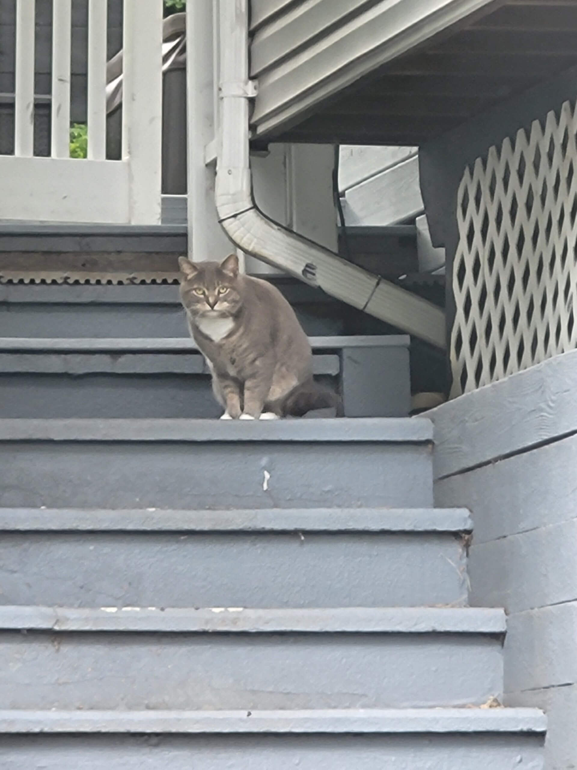 Noli from Randolph and Ash the cat