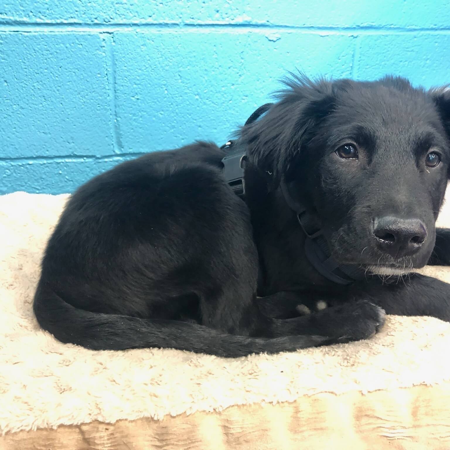 Welcome the newest member of the Hidden Fence family. - Hidden Fence