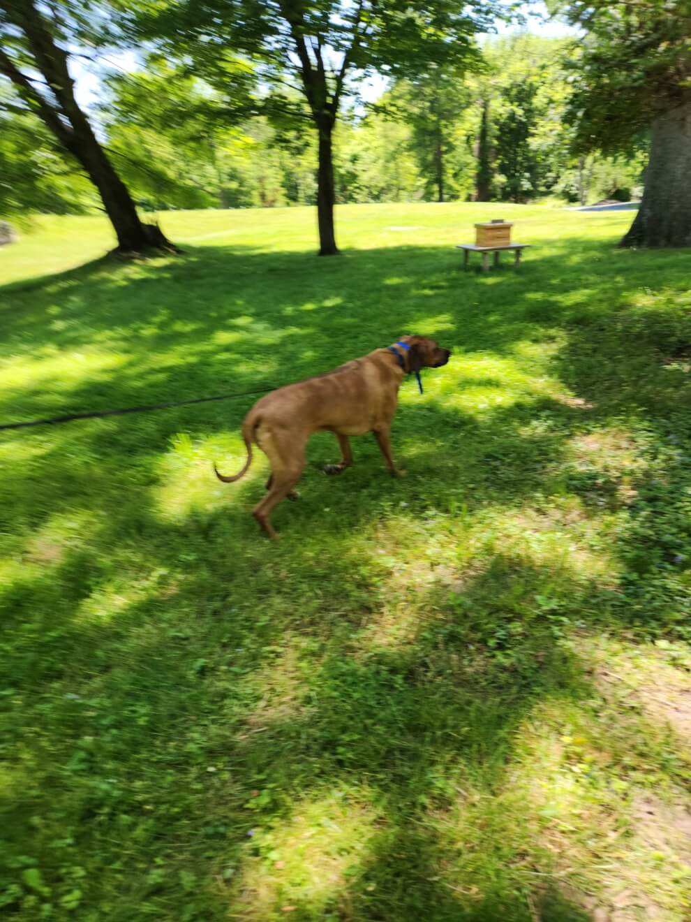 Pepe from Pennington